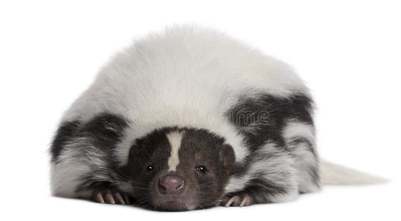 Il Mephitis Del Mephitis Della Moffetta a Strisce Cammina Diretto ...