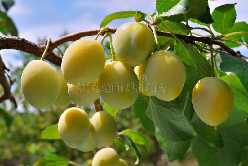 Mogen Gul Plommon På Filialen Arkivfoto - Bild av sött, grön: 26088984