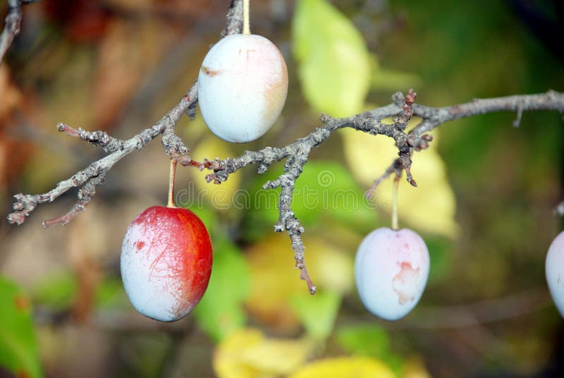 Mogen plommon fotografering för bildbyråer. Bild av efterrätt - 37765941