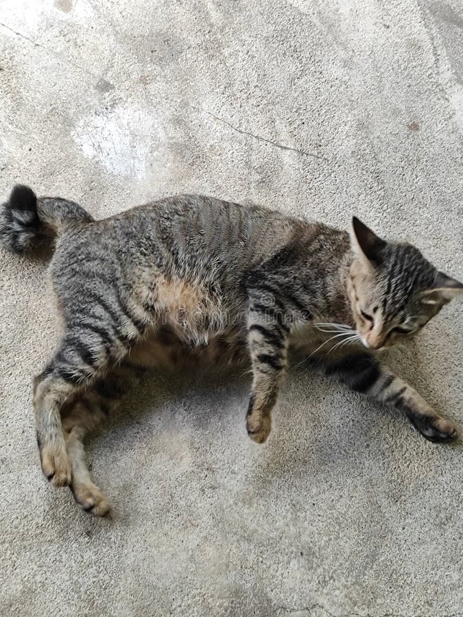 Moggy Cat Lying on the Floor Stock Photo - Image of floor, lying: 294125154