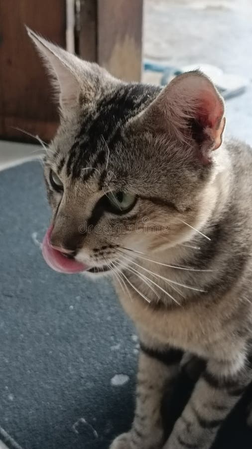 Mogi Meong Cat Stock Photos - Free & Royalty-Free Stock Photos from ...