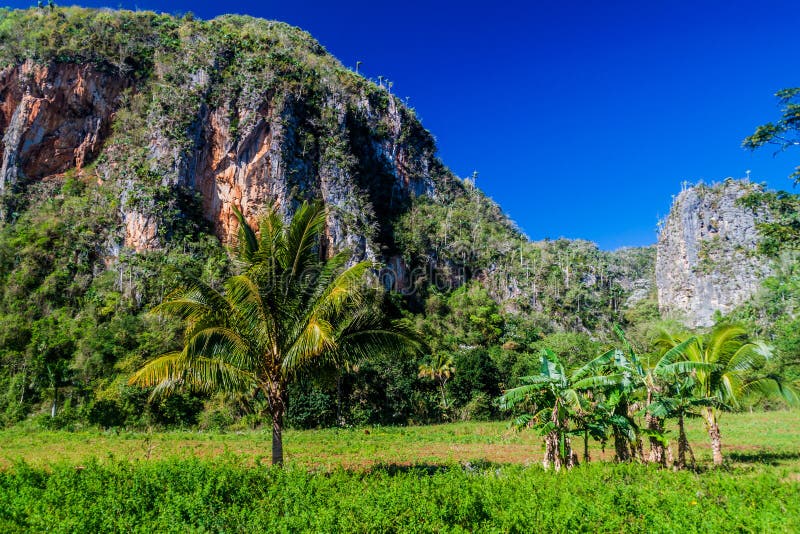 Mogote Limestone Hill Covered by Vegetation in Vinales Valley, Cub ...