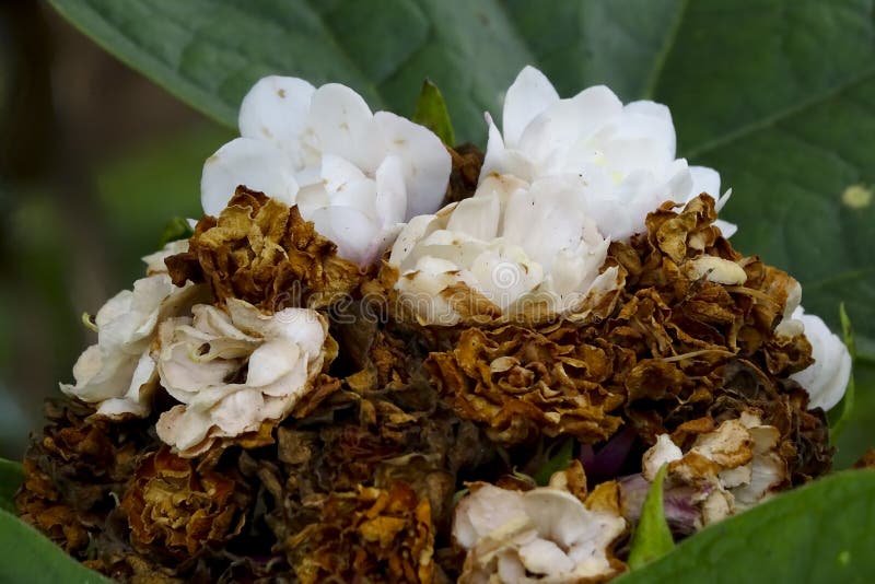 Mogra flower. stock image. Image of bright, flora, india - 236007817