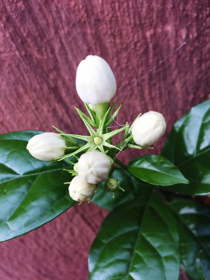 288 Mogra Stock Photos - Free & Royalty-Free Stock Photos from Dreamstime