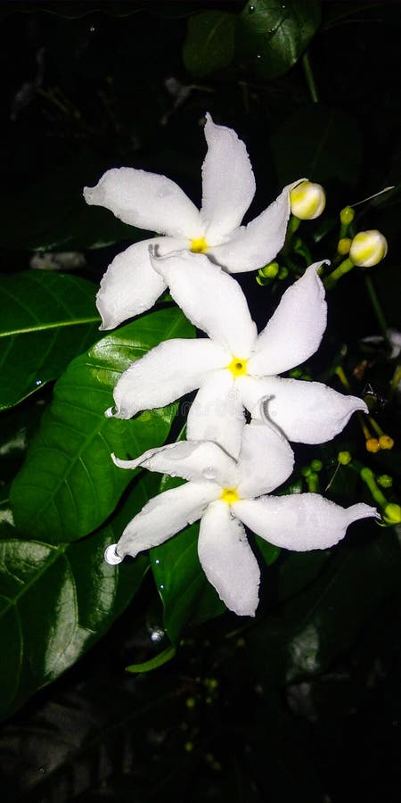 232 Mogra Stock Photos - Free & Royalty-Free Stock Photos from Dreamstime