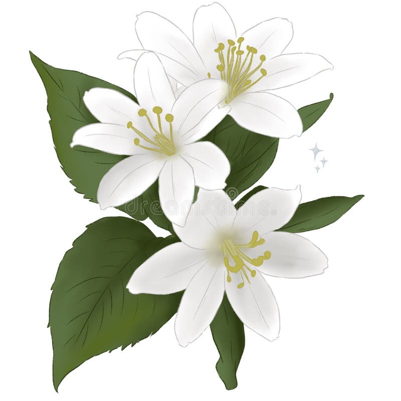 Aesthetic Mogra Flowers Illustration Artwork Stock Image - Illustration ...