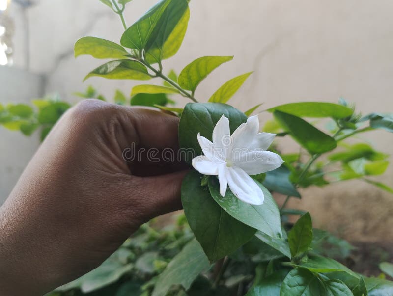 Mogra special flower stock image. Image of naturalphotogrphy - 308318761