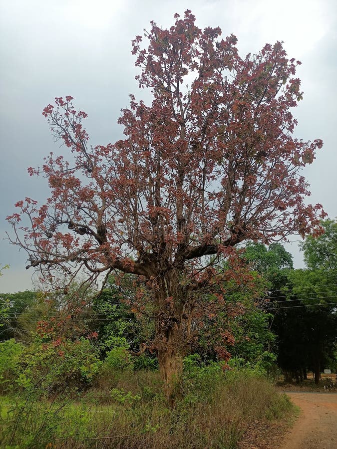 Ladun Stock Photos - Free & Royalty-Free Stock Photos from Dreamstime