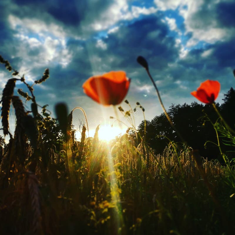 Mohn Flower in the Evening Sun. Stock Image - Image of leaf, sunset ...