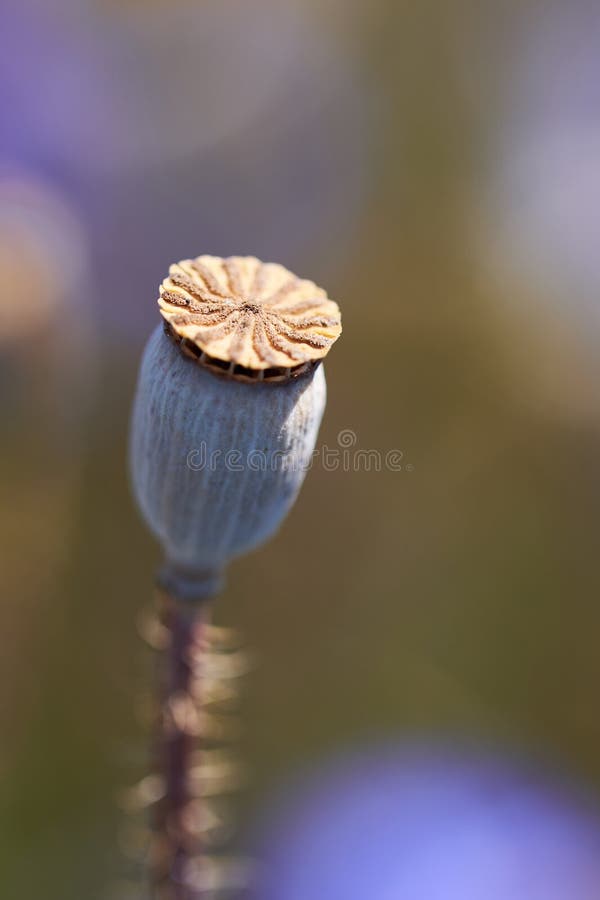 Fruit capsule from poppy stock image. Image of flower - 130540217
