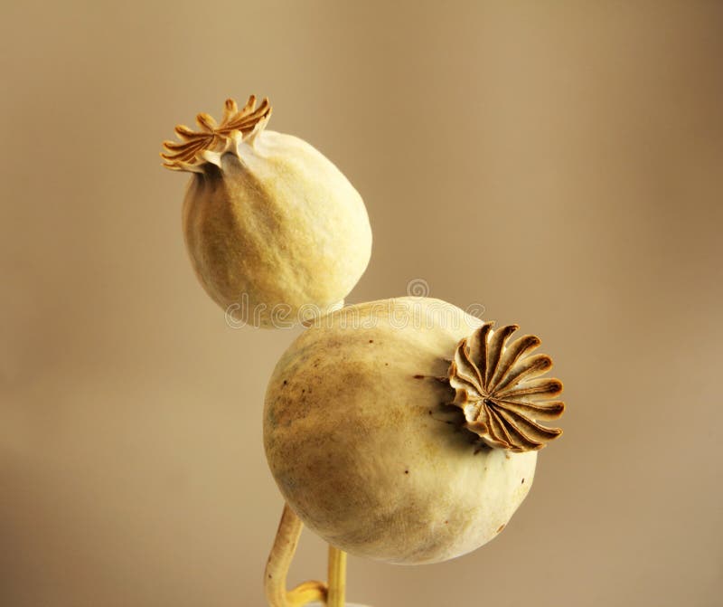 Mohn stockbild. Bild von gefärbt, getrocknet, fertigkeit - 190134103