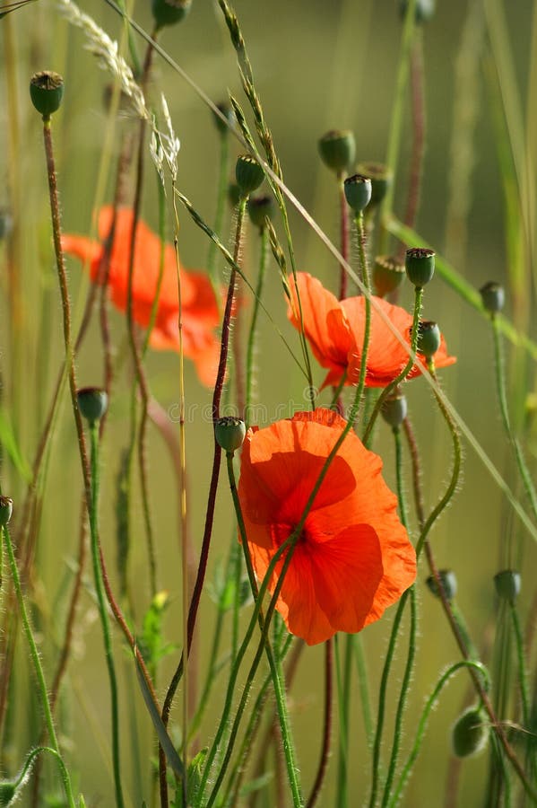 Mohnblume stockbild. Bild von nave, nahaufnahme, botanik - 10460477
