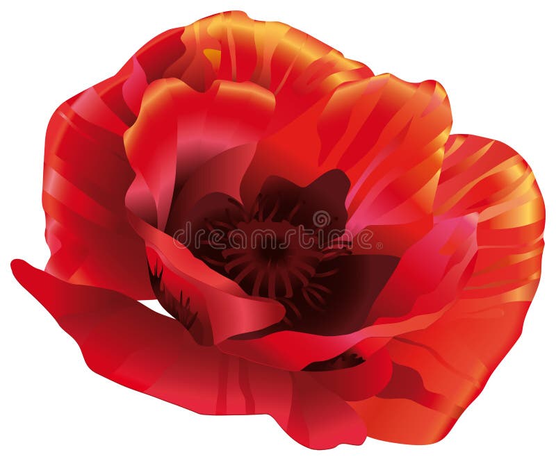 Mohnblume vektor abbildung. Illustration von blüte, nachricht - 10632557