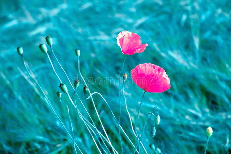 Mohnblume stock photo. Image of fashioned, flower, plant - 26044084