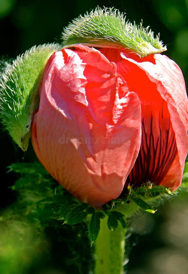 Mohnblume stockfoto. Bild von pflanzen, nahaufnahme, blumenblatt - 34730052