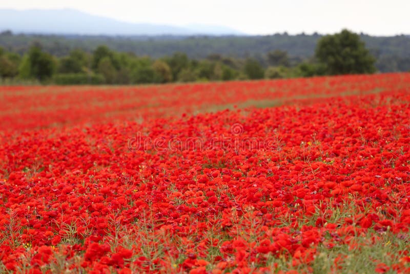Mohnblumenfeld stockfoto. Bild von farbe, kräuter, mohnblume - 32369246