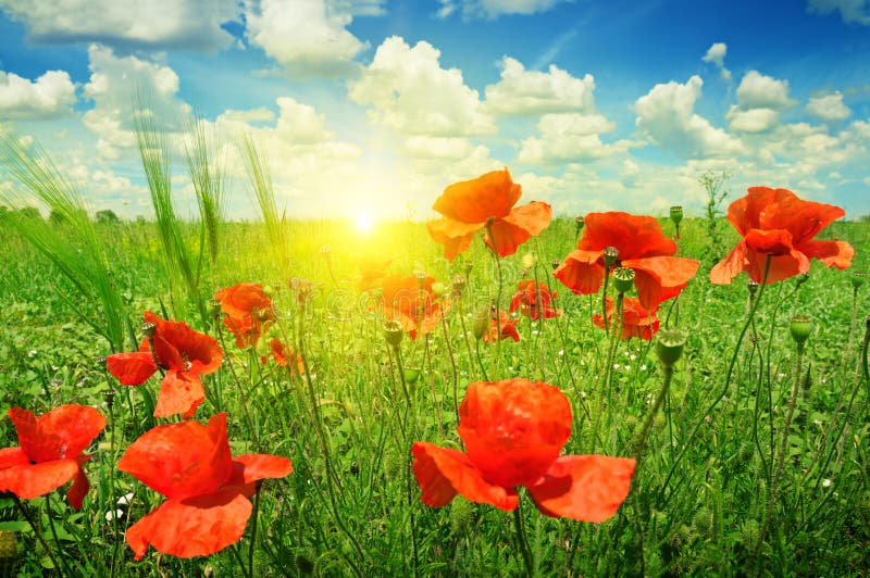 Mohnblumenfeld Auf Sonnenuntergang Stockbild - Bild von szene, sommer ...