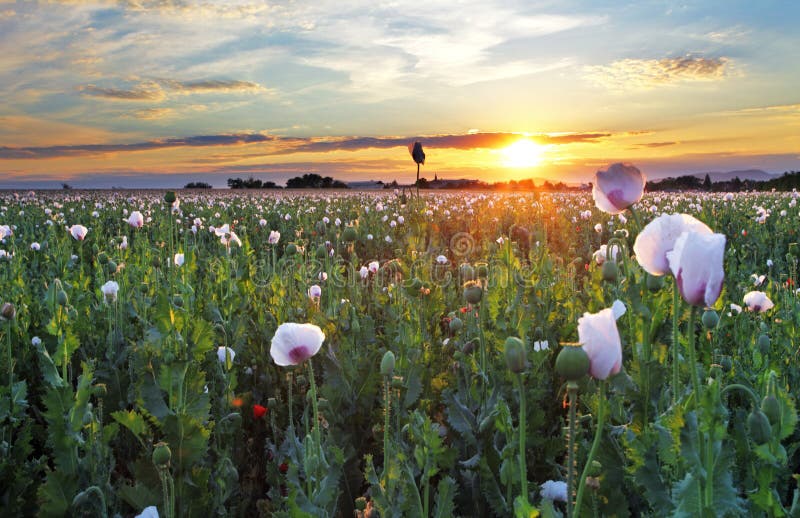Mohnblumenfeld Bei Sonnenuntergang Stockbild - Bild von blau, land ...