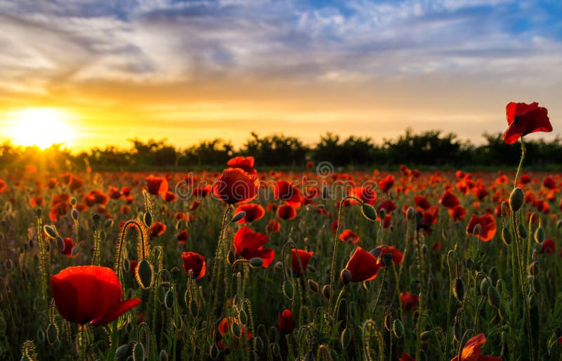 Mohnblumenfeld Bei Sonnenuntergang - 3 Stockbild - Bild von himmel ...