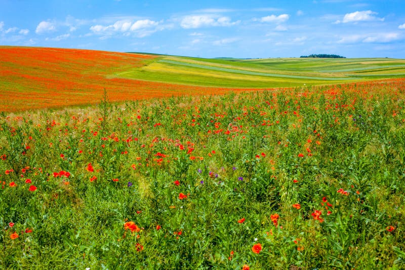 Mohnblumenfeld. stockfoto. Bild von ebene, panoramisch - 30196138