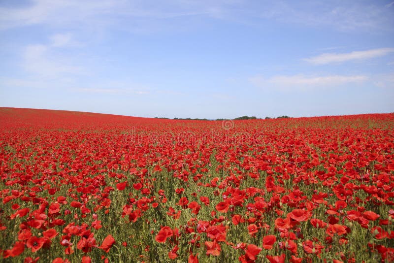 Mohnblumenfeld Mit Blauem Himmel Stockbild - Bild von blume, himmel ...