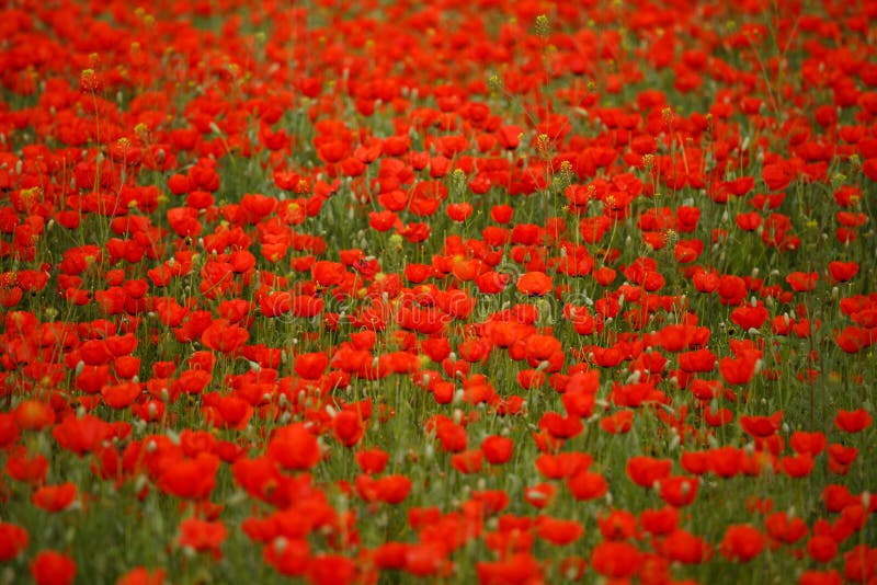 Mohnfeld Auf Einem Sonnenuntergang Stockfoto - Bild von mohnblume ...