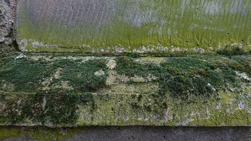 Moho De Humedad De Pared De Piedra Imagen de archivo - Imagen de pared ...