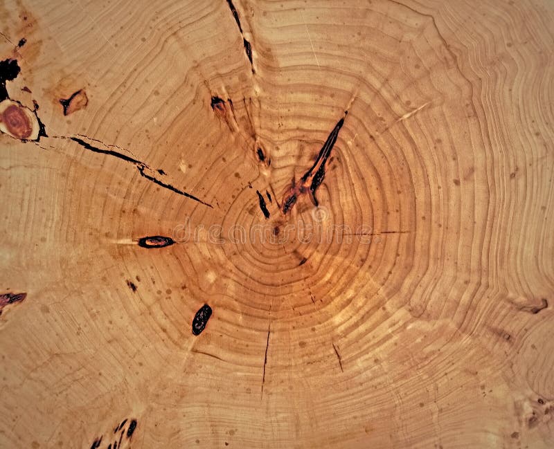 12,541 Moignon Photos libres de droits et gratuites de Dreamstime