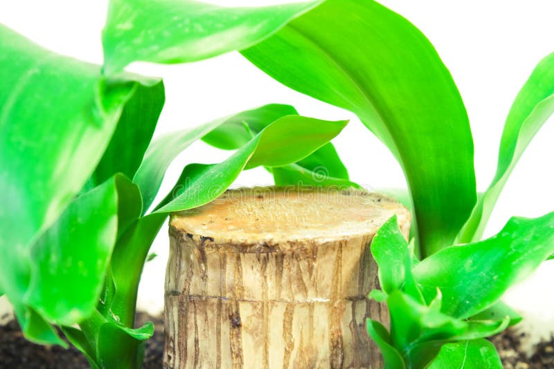 12,541 Moignon Photos libres de droits et gratuites de Dreamstime