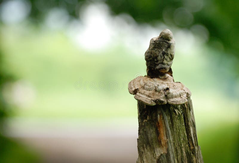 12,541 Moignon Photos libres de droits et gratuites de Dreamstime