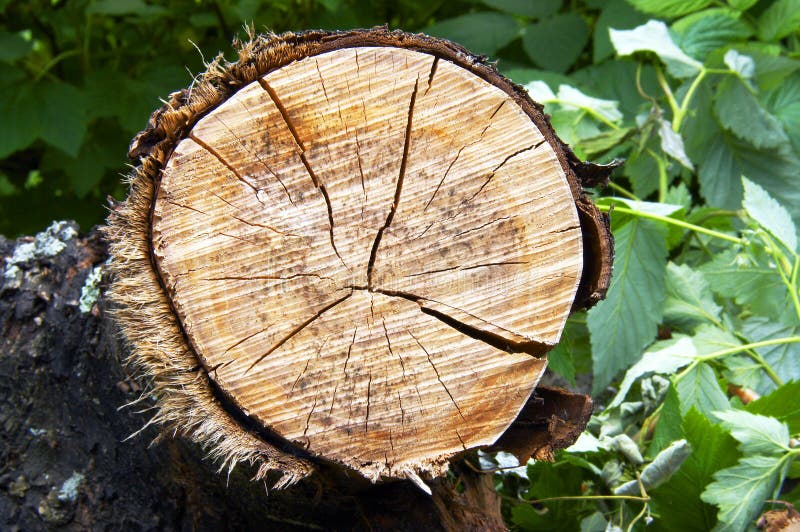 Moignon d'arbre photo stock. Image du arbre, automne, forêt - 7678444