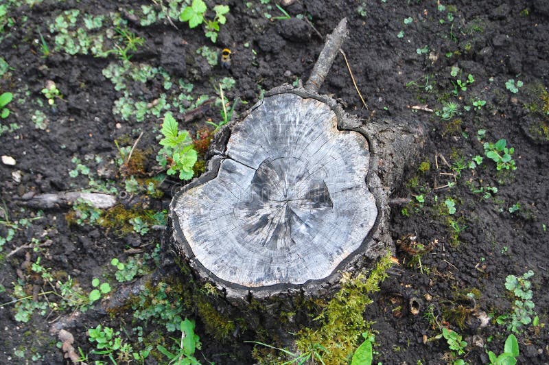 12,541 Moignon Photos libres de droits et gratuites de Dreamstime