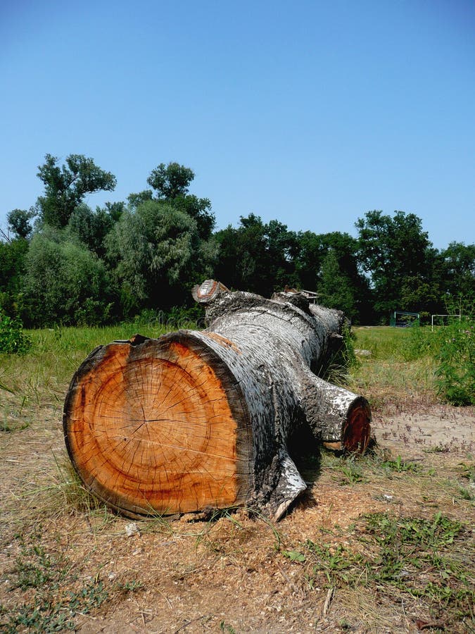 12,930 Moignon Photos libres de droits et gratuites de Dreamstime