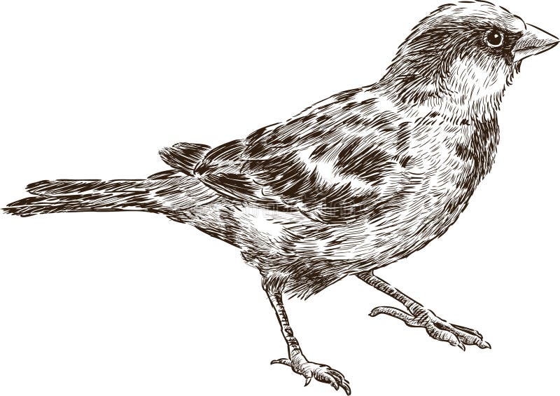 Croquis de moineau illustration de vecteur. Illustration du durée ...