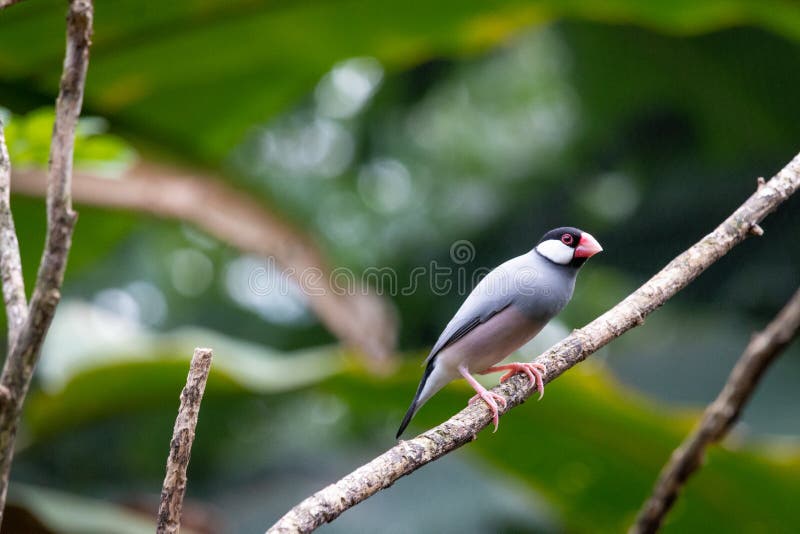 Moineau De Java Dans Un Arbre Photo stock - Image du clavettes, vert ...