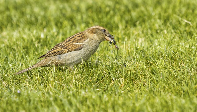 Moineau femelle photo stock. Image du noir, clavette - 45435308