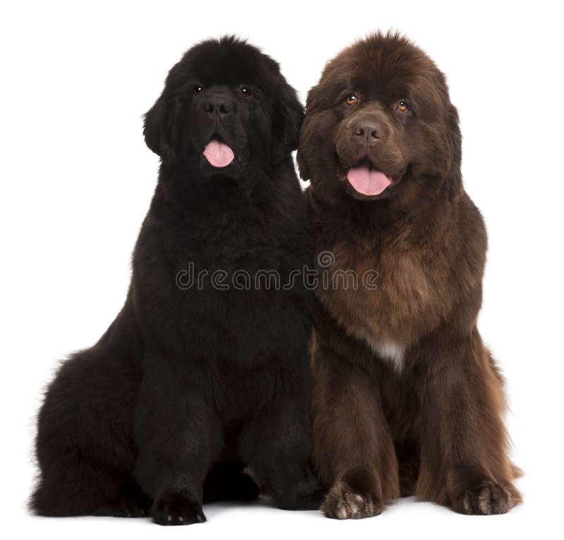 Mois De Chiots De Terre-Neuve 5 Et 30, Photo stock - Image du compagnie ...