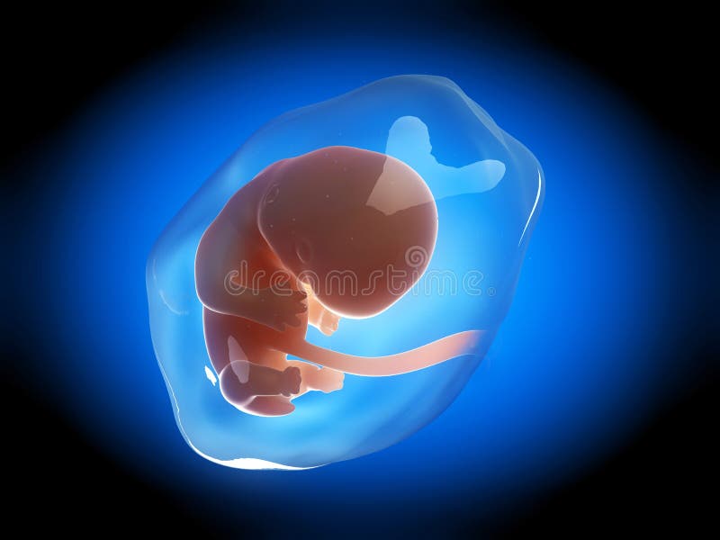 Mois humain 2 de foetus illustration stock. Illustration du anatomie ...