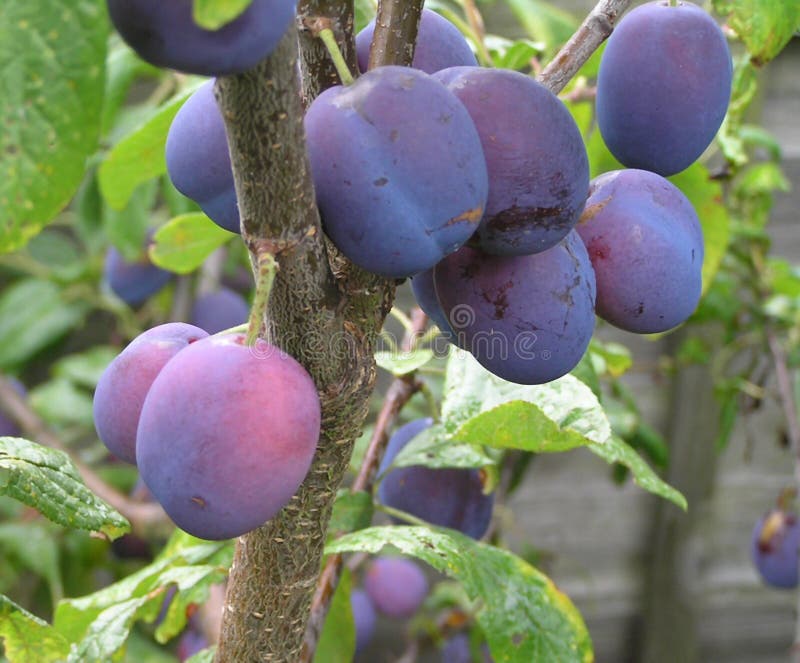 Moisson de quetsche photo stock. Image du automne, dessert - 17698