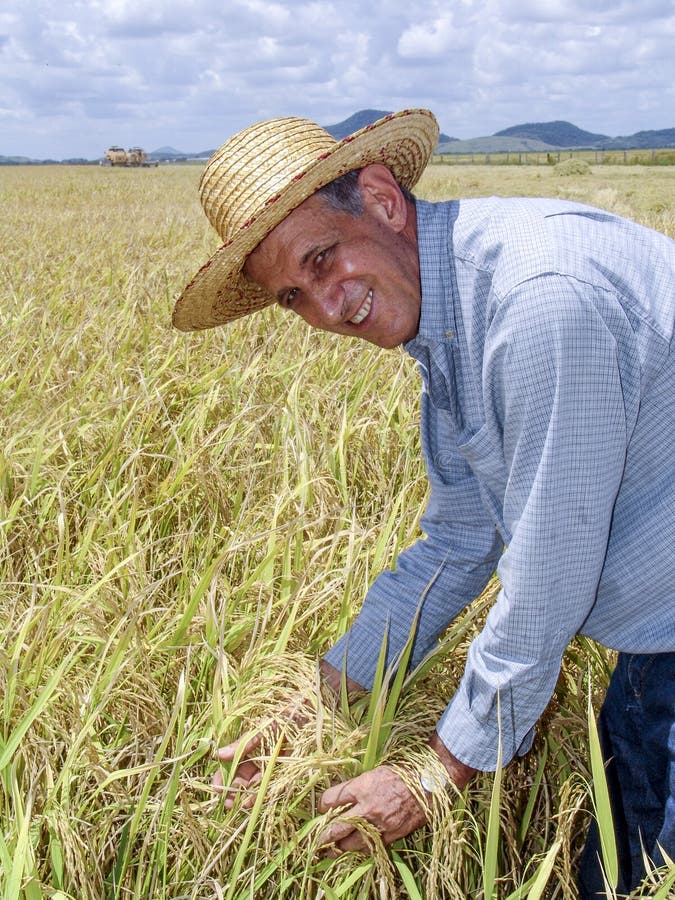 Moisson de riz photo stock éditorial. Image du texture - 67066868