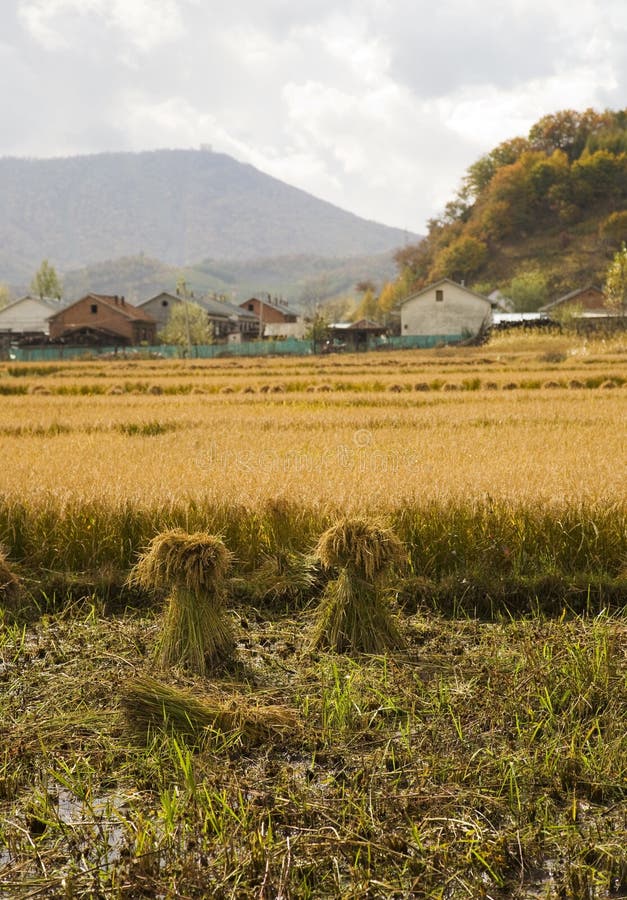 Les Rizières D'automne Sont à La Campagne Photo stock - Image du ...