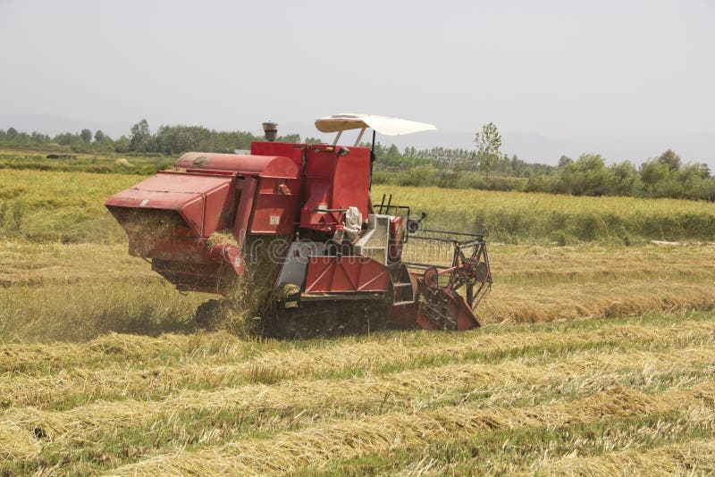 Ramasseuse-hacheuse Pendant La Moisson De L'ensilage Entier De Culture ...