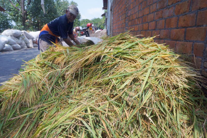 Moisson Du Riz Dans Les Domaines Photo éditorial - Image du hausse ...
