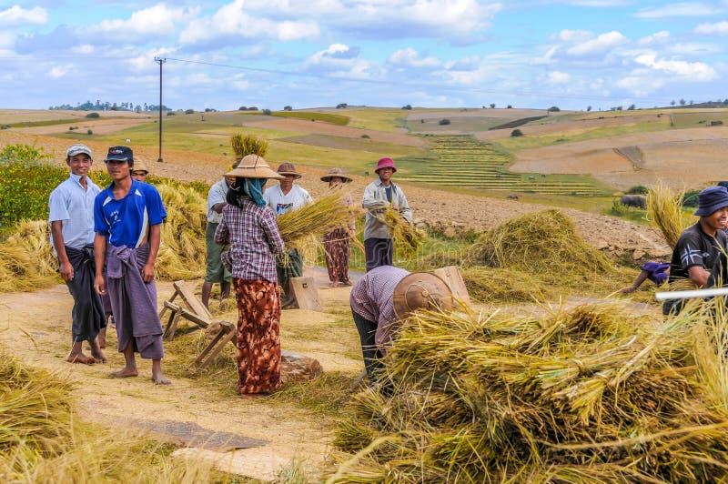 Moisson Du Riz Dans Les Domaines Photo éditorial - Image du prés, zones ...