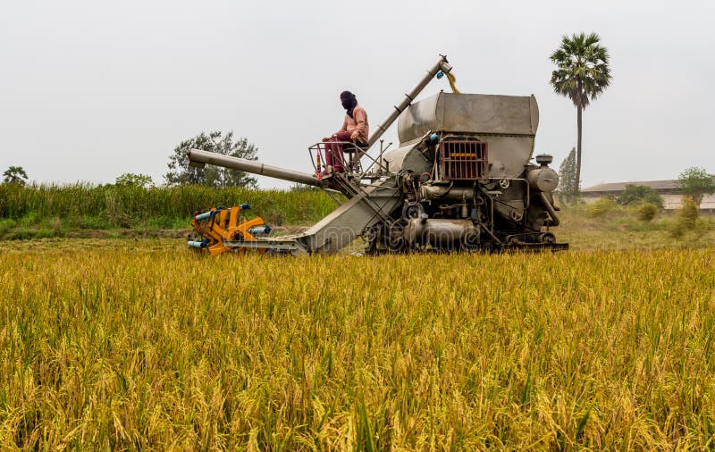 Moissonneuse Dans Le Domaine De Riz Image stock - Image du poussière ...