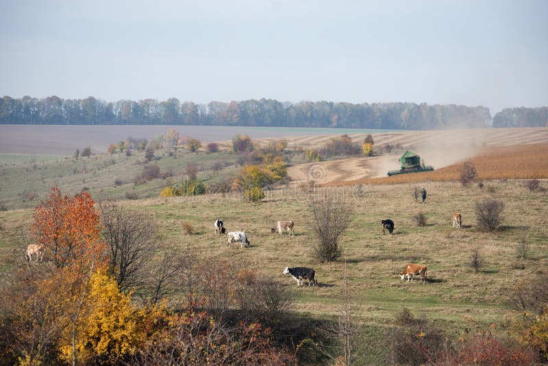 Moissonneuse De Cartel Dans Un Domaine Rural Image stock - Image du ...