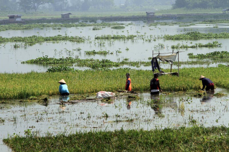 Moissonnez le riz image stock éditorial. Image du moisson - 50801789