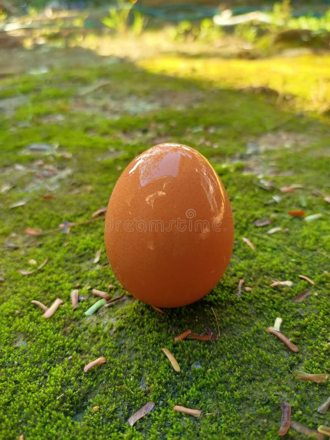 A Moist Chicken Egg on the Ground Stock Photo - Image of chicken, moist ...