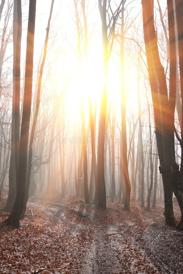 Moist forest stock image. Image of fading, light, cold - 12310987