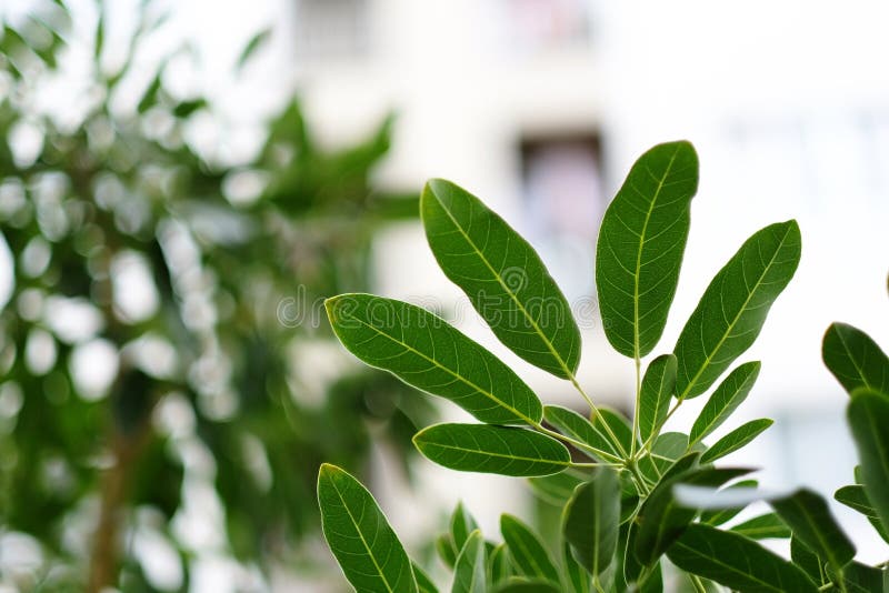 Moist Green Leaves with Blurred Building Background, this Image Stock ...